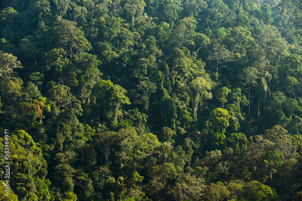 Borneo lowland rainforest in Ulu Temburong national park, Brunei ...