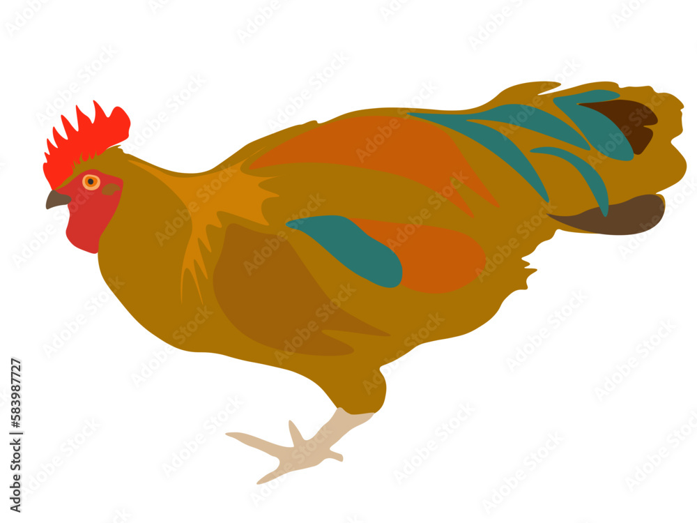 Young Rhode island red rooster isolated on white background. Cartoon ...