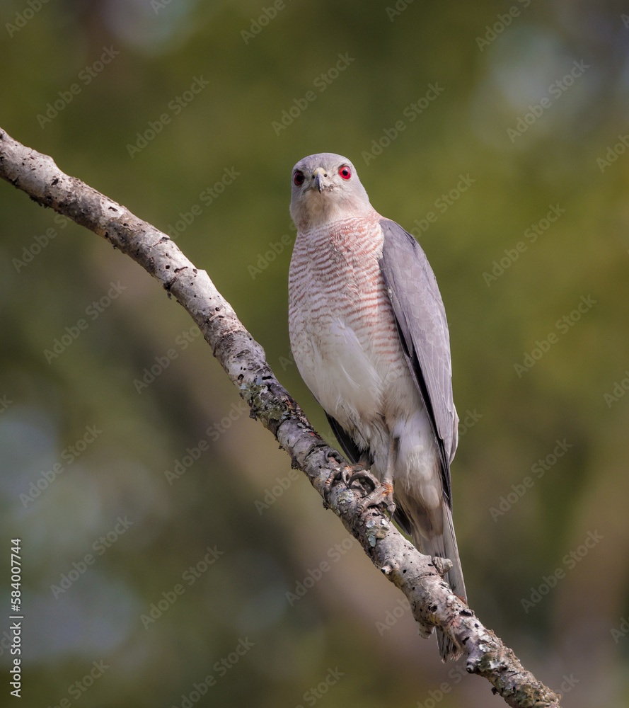 shikra is a small bird of prey in the family Accipitridae found widely distributed in Asia and ...
