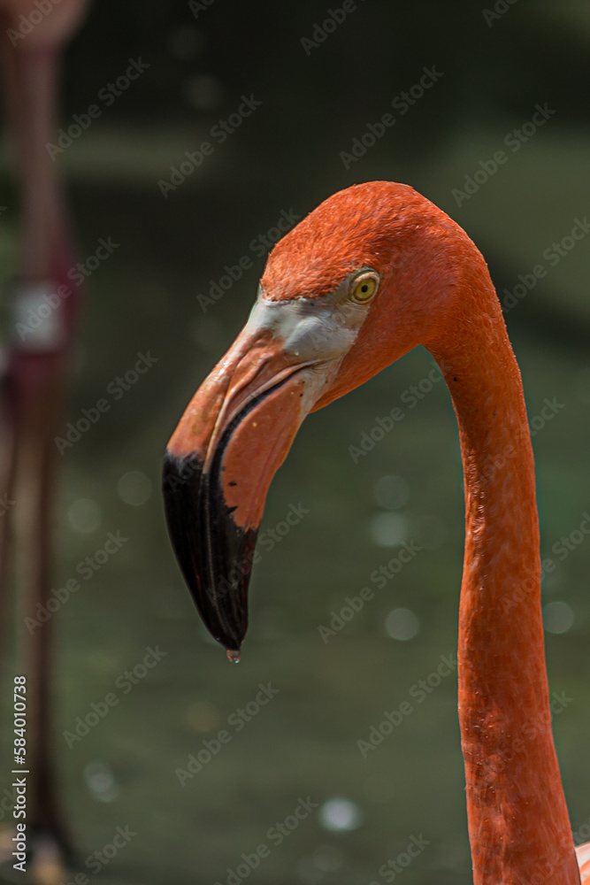 Close-up profile portrait of a pink flamingo. The American flamingo ...