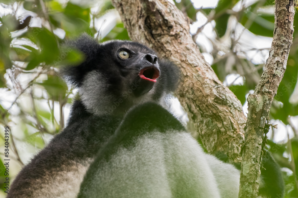 The singing Indri (Indri indri) in the rainforest of Andasibe-Mantadia ...