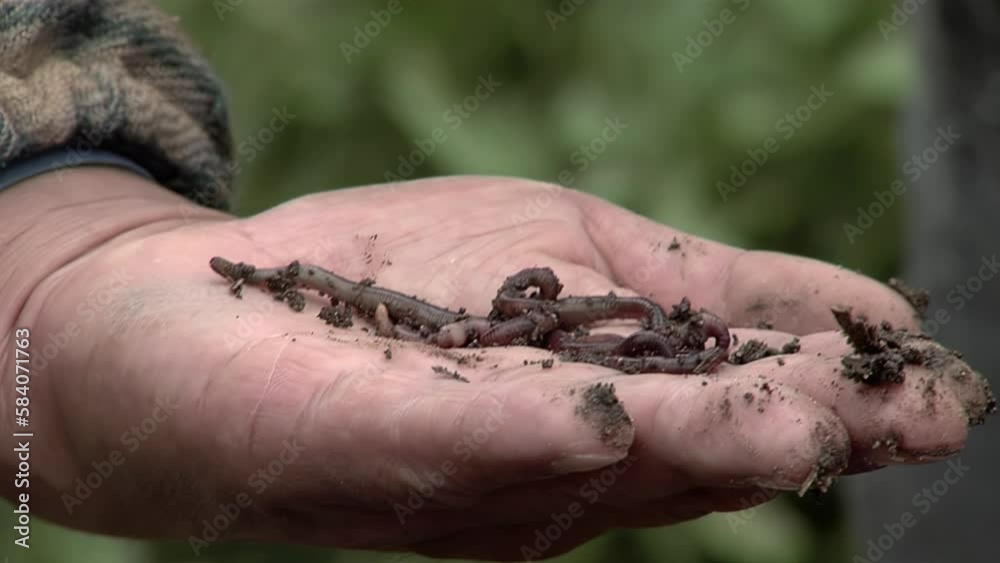 Gardener holding a Group of Worms in his Hand in the Vegetable Garden ...