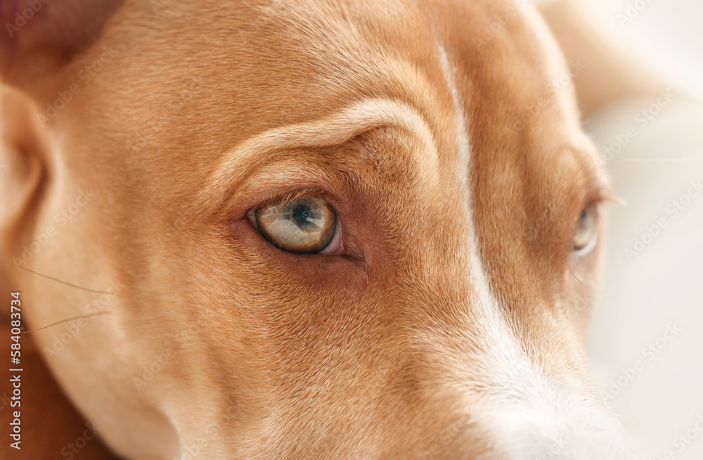 Dog close up with focus on eye. Cute puppy dog face frowning with ...