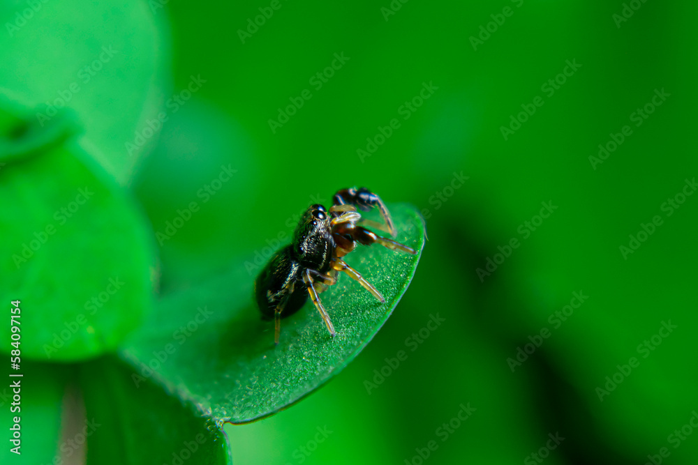 Jumping spiders are a group of spiders that are known for their ability ...