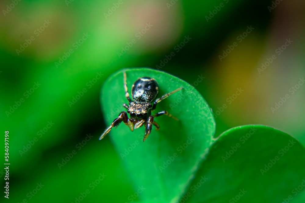 Jumping spiders are a group of spiders that are known for their ability ...