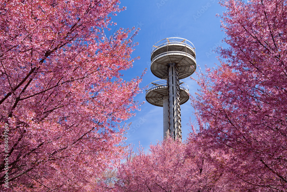 Cherry blossom trees in Flushing Meadows Corona Park at New York City ...