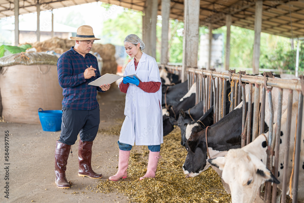 Male farm owner and female livestock veterinarian standing in cow barn ...
