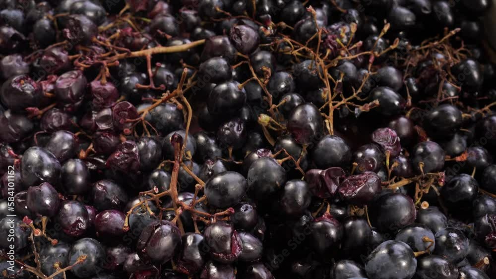 Spoiled grapes harvest. Food loss and Food Waste on the Farm or market ...