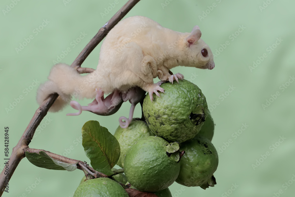 A mother sugar glider was looking for food in the guava fruit ...