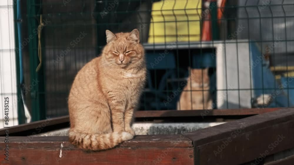 Stray ginger cat sitting in the park in slow motion. Homeless fluffy ...