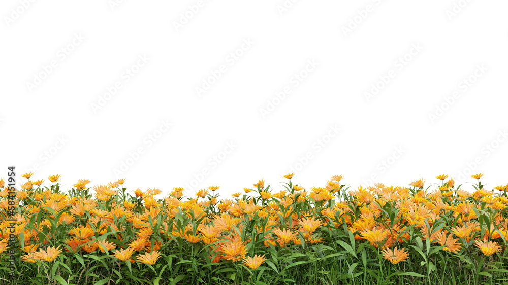 Poster Field of flower common marigold cut out on transparent ...