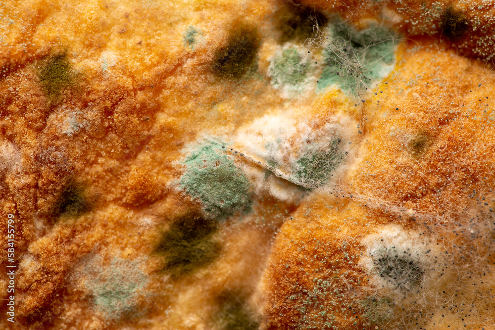 Mold on bread close-up macro. Mold on food. Fluffy mold spores as a ...