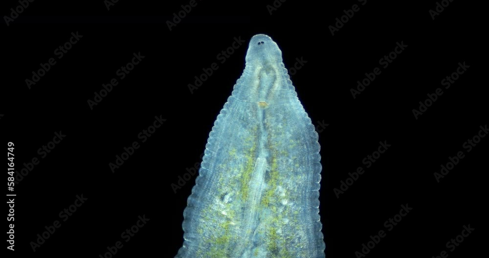 Video „Leech family Glossiphoniidae under a microscope. Possibly ...