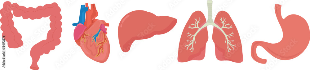 Set human organs intestines liver lungs stomach heart vector ...