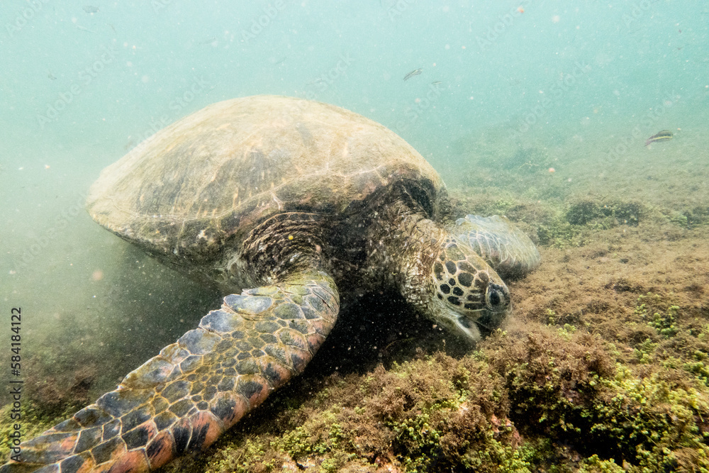 Galapagos sea turtle eating algae Stock Photo | Adobe Stock