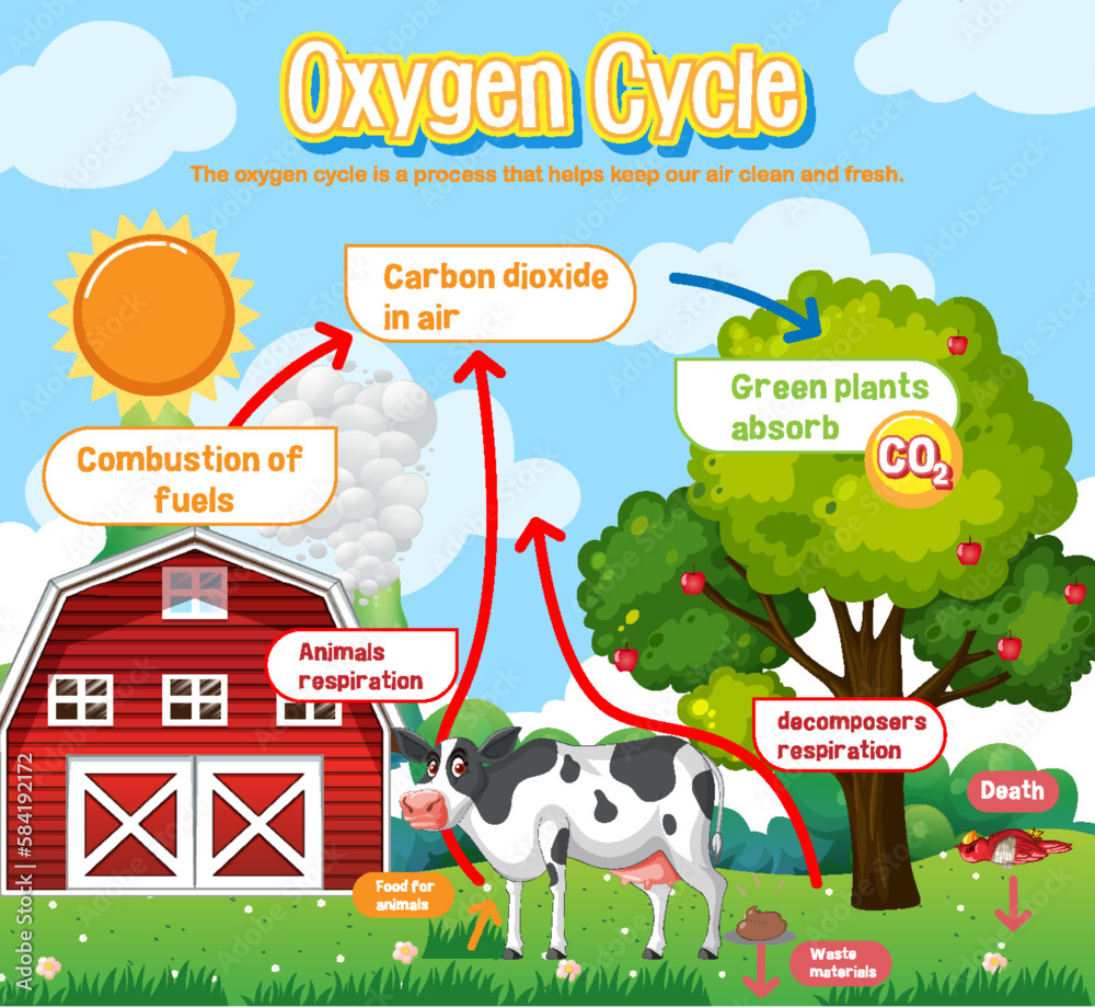 Oxygen Cycle Diagram for Science Education Stock Vector | Adobe Stock