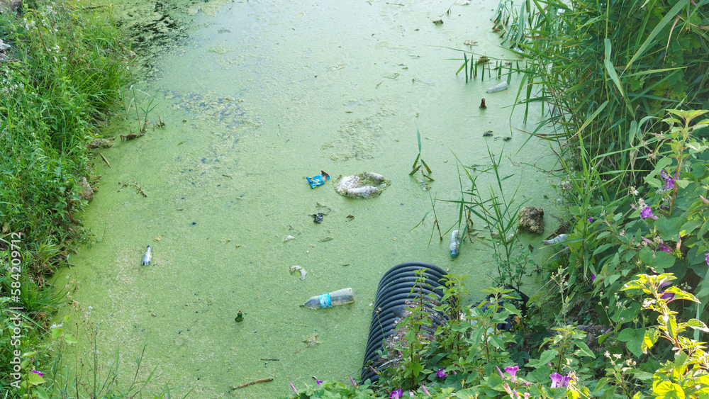 Green algae pollution on polluted water surface. Use of dirty water is dangerous and forbidden ...