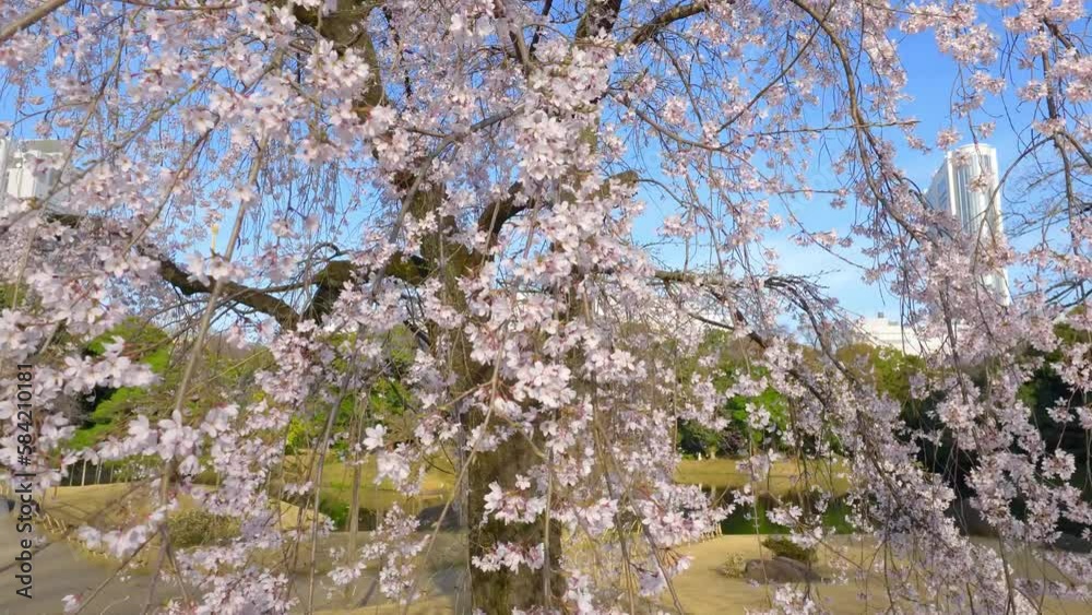 sakura in spring, cherry blossom in Japanese park in Tokyo, weeping ...