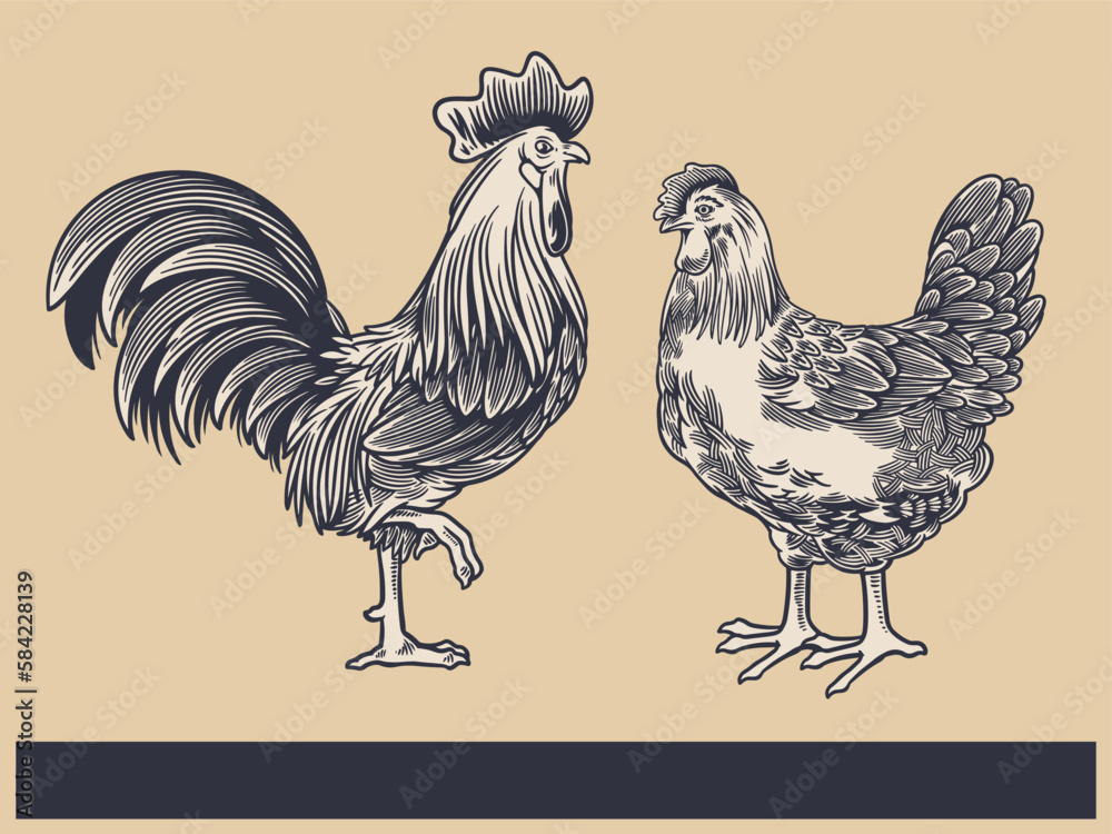 Poultry Farm Vintage Illustration. Engraved Chicken, Roster, baby chick ...