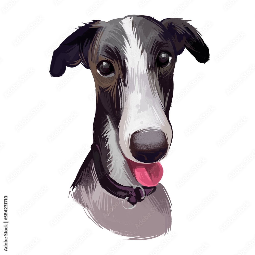 Polish Greyhound dog portrait isolated on white. Digital art ...