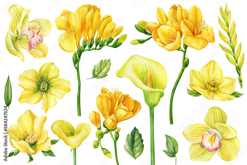 Yellow flowers set on an isolated white background, watercolor hand ...
