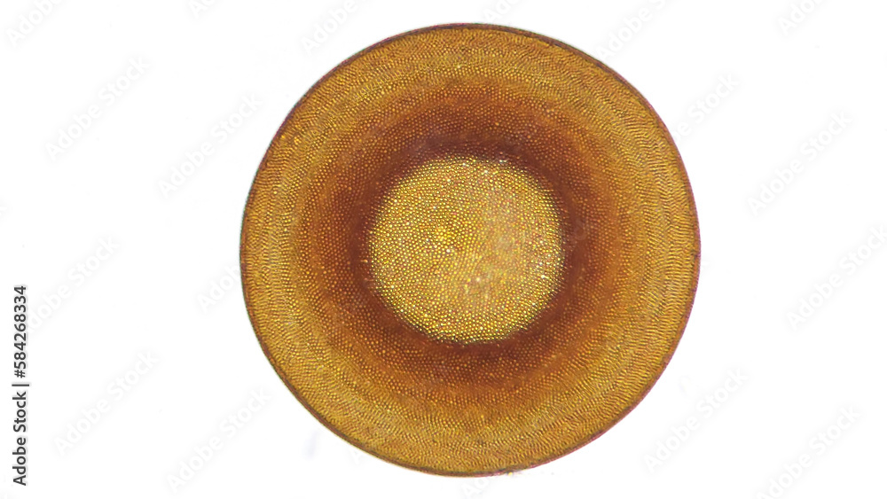 Testate amoeba species, Galeripora sp, an amoeba with a smooth shell ...