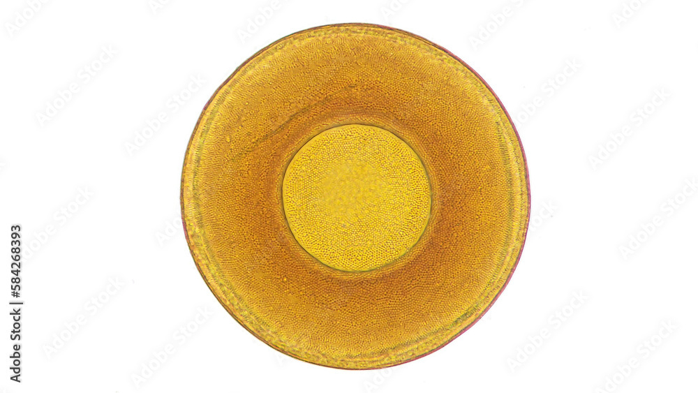 Testate amoeba species, Galeripora sp, an amoeba with a smooth shell ...