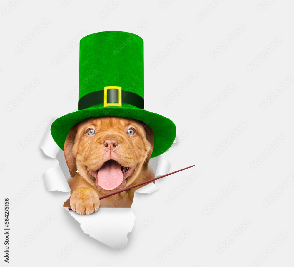 Saint Patrick's Day concept. Happy Mastiff puppy wearing leprechauns ...