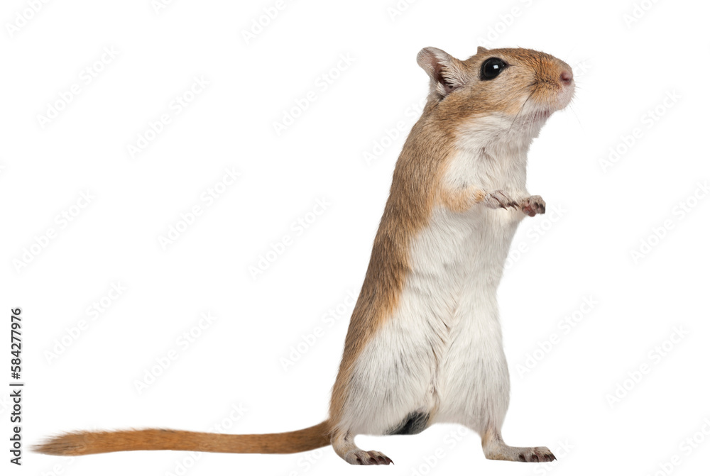 Transparent Png Rodents Stock images Stock Photo | Adobe Stock