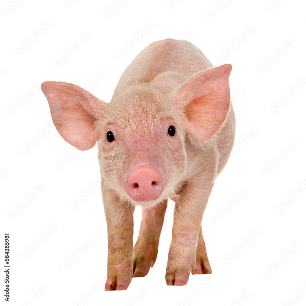 Transparent Pig Png images Stock Photo | Adobe Stock