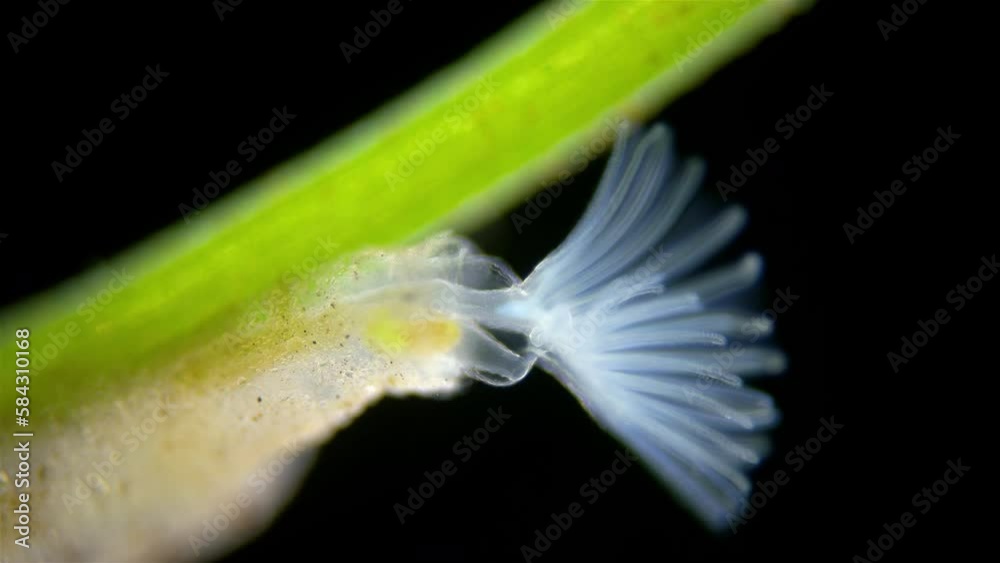 Freshwater bryozoans under microscope, Class Phylactolaemata, Order ...