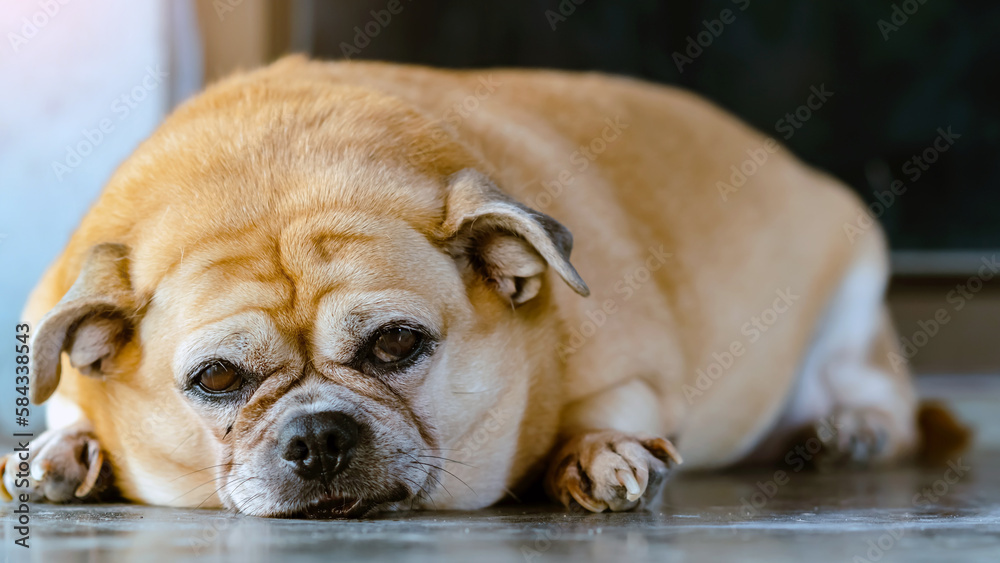 Foto de Fat brown old dog lying in front of the door and waiting for ...