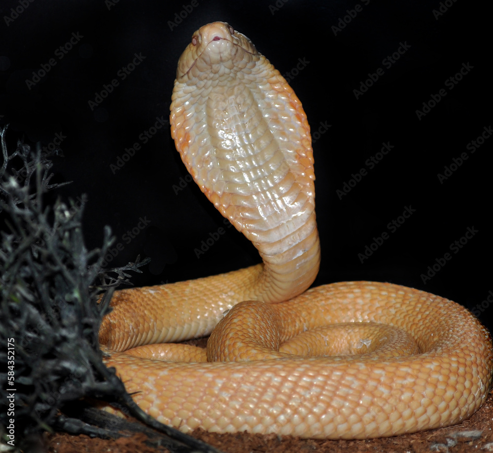 Monocled cobra (Naja kaouthia) albino, portrait Stock Photo | Adobe Stock