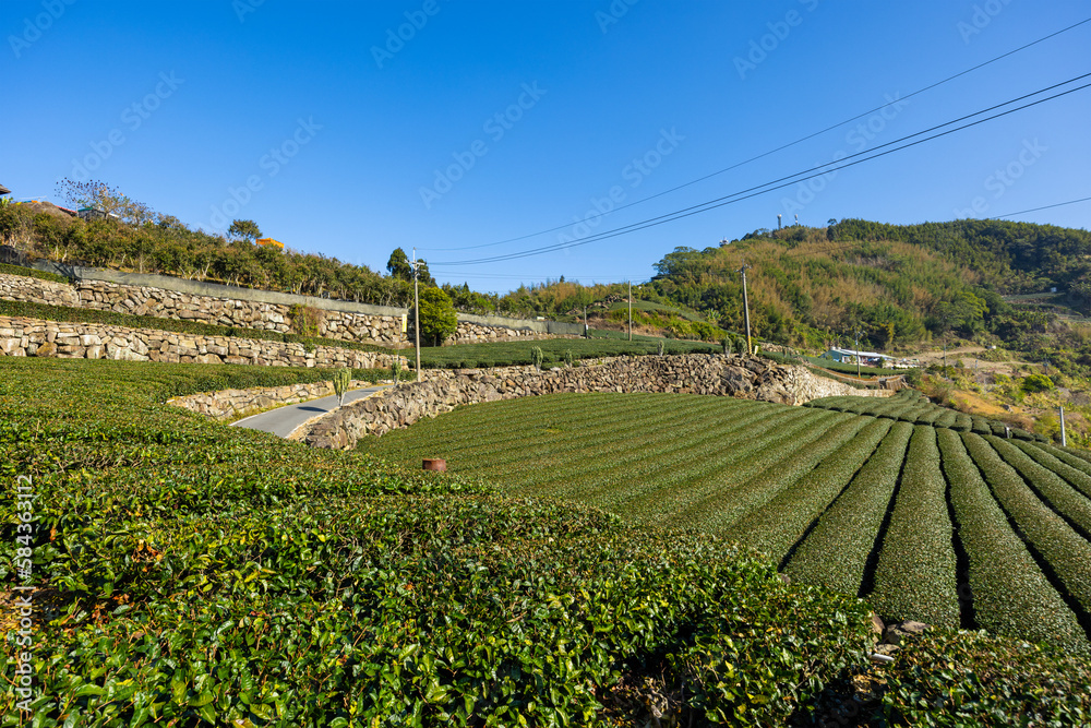 Tea field in Shizhuo Trails at Alishan of Taiwan Stock Photo | Adobe Stock