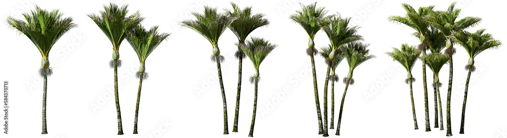 Large palm trees shapes cutout backgrounds 3d illustration png file ...
