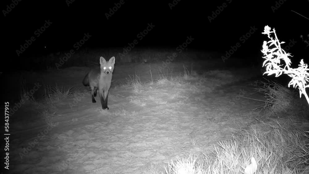 red fox Vulpes on rural road looking trail camera, night animals Stock ...