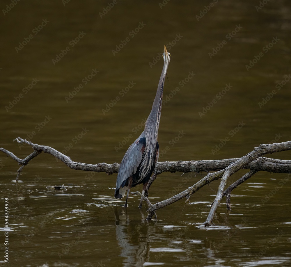 Great blue heron with specialized feathers on its chest, looking up in ...