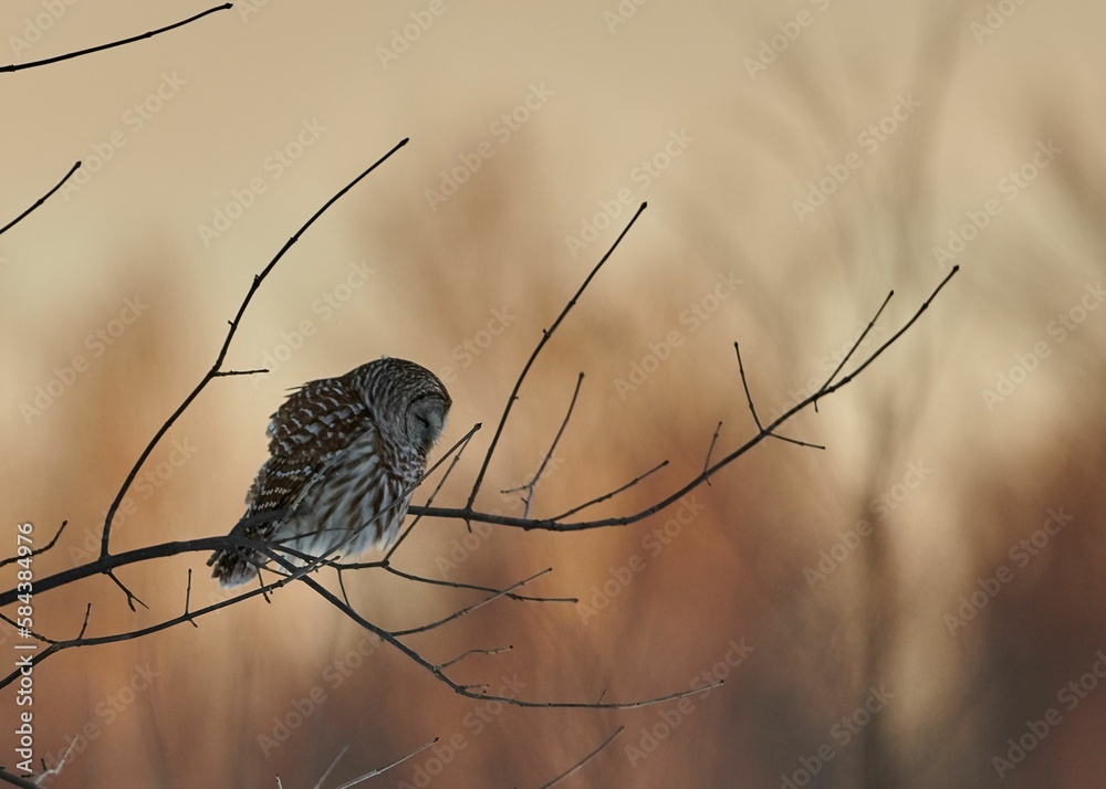 Northern barred owl sleeping on a bare tree branch at sunset with blur ...