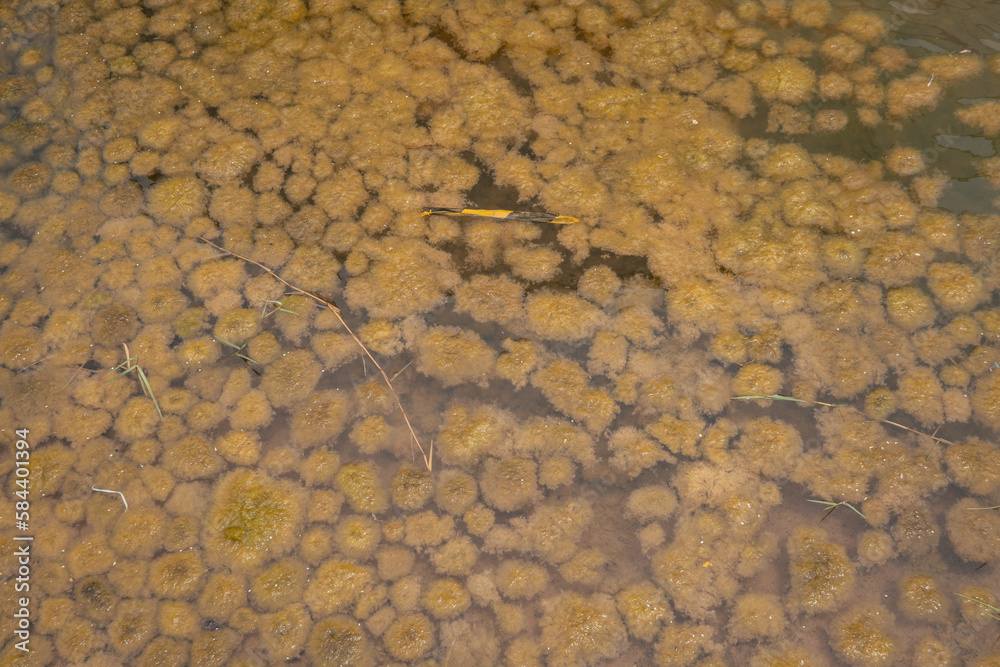 Yellow moss pond scum on waste water containment. The photo is suitable ...