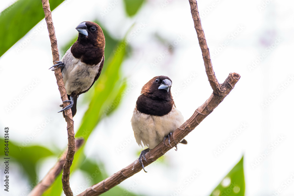 The Javan munia (Lonchura leucogastroides) is a species of estrildid ...
