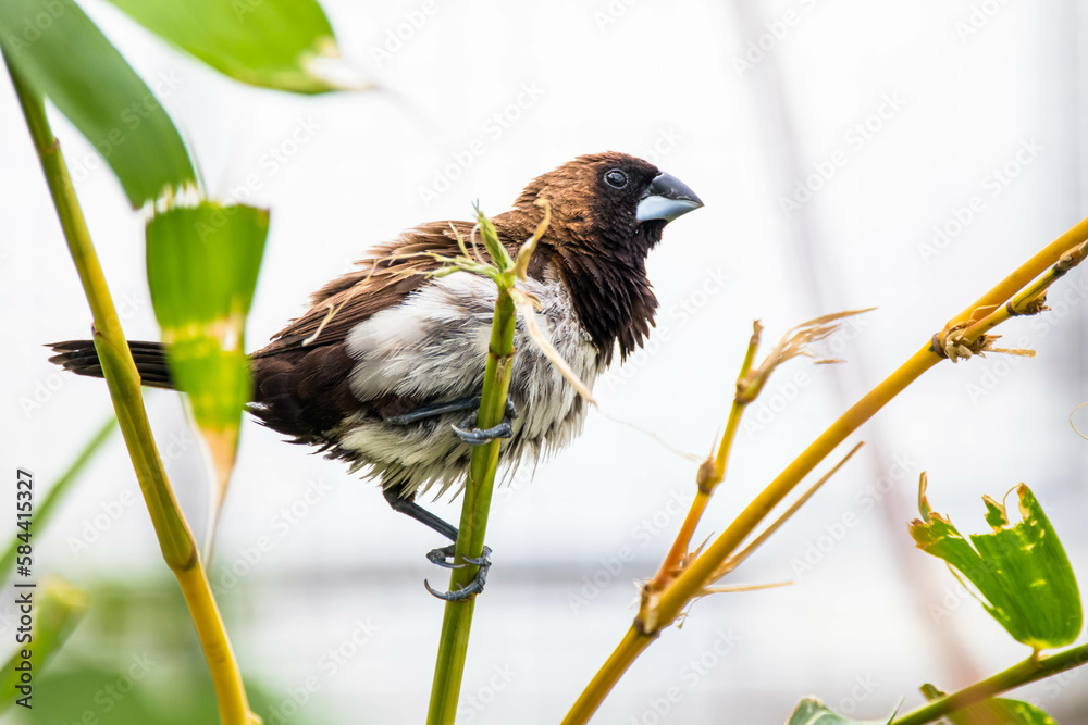 The Javan munia (Lonchura leucogastroides) is a species of estrildid ...