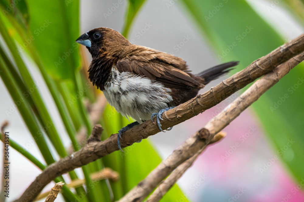 The Javan munia (Lonchura leucogastroides) is a species of estrildid ...