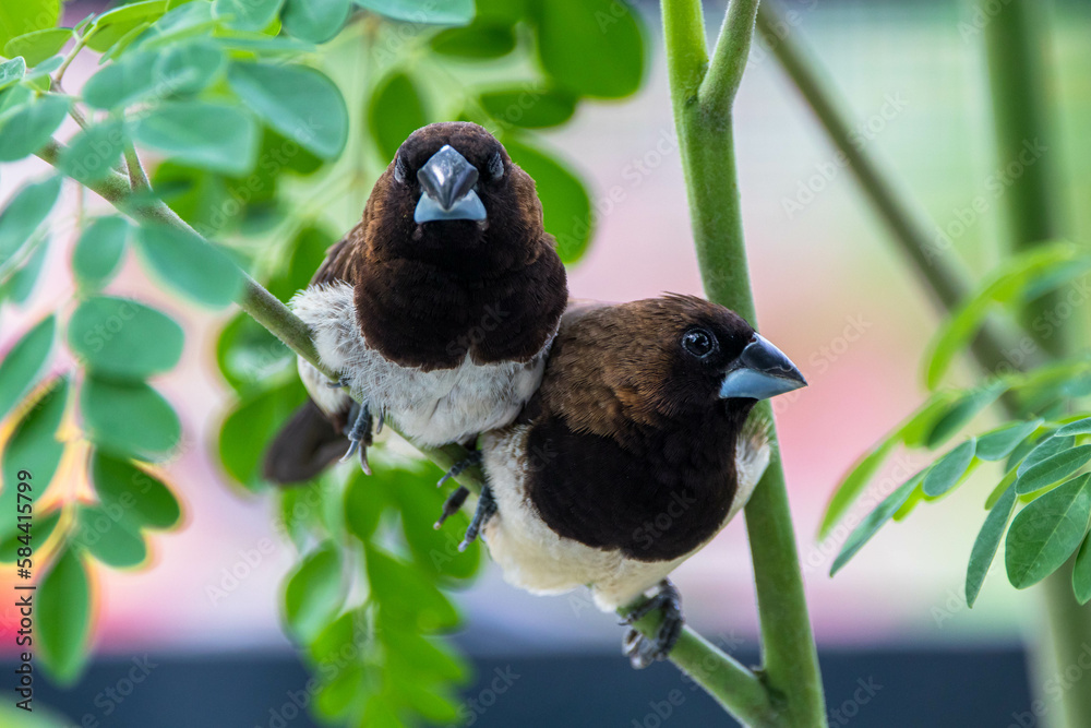The Javan munia (Lonchura leucogastroides) is a species of estrildid ...
