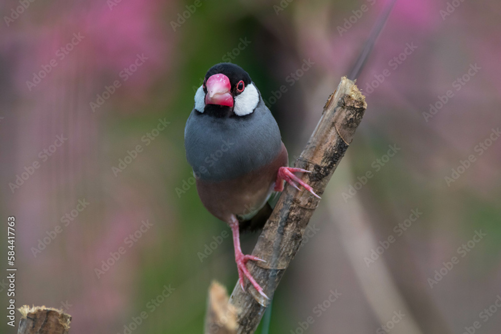 The Java sparrow (Padda oryzivora), also known as Java finch, Java rice sparrow or Java rice ...