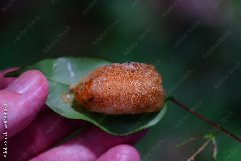 Ootheca of a tropical mantis with eggs of a praying mantis (Mantodea ...