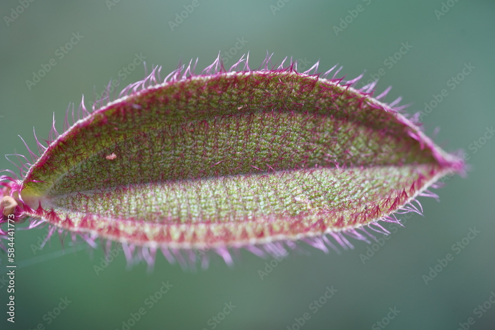 Bizarre close-up of a hairy leaf in the Amazon rainforest, hairs in ...