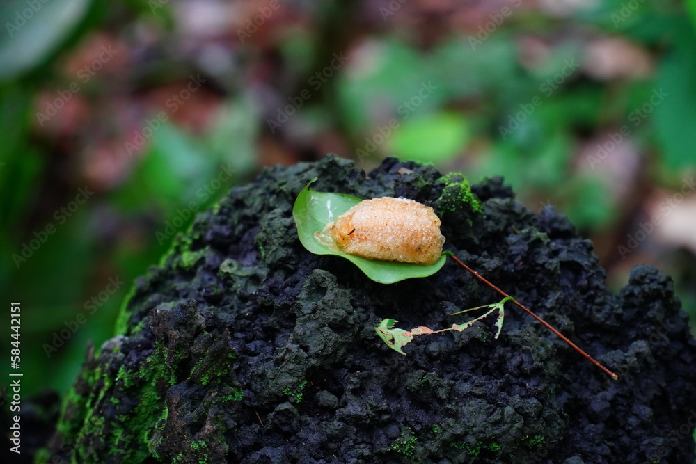 Foto de Ootheca of a tropical mantis with eggs of a praying mantis ...