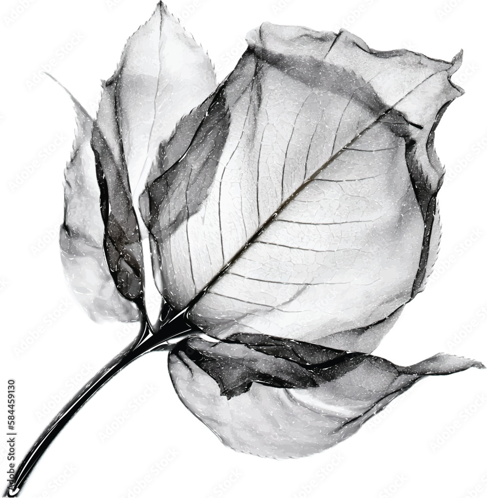 X Ray Rose petals, Rose bloom in gray. Vector scalable format ...