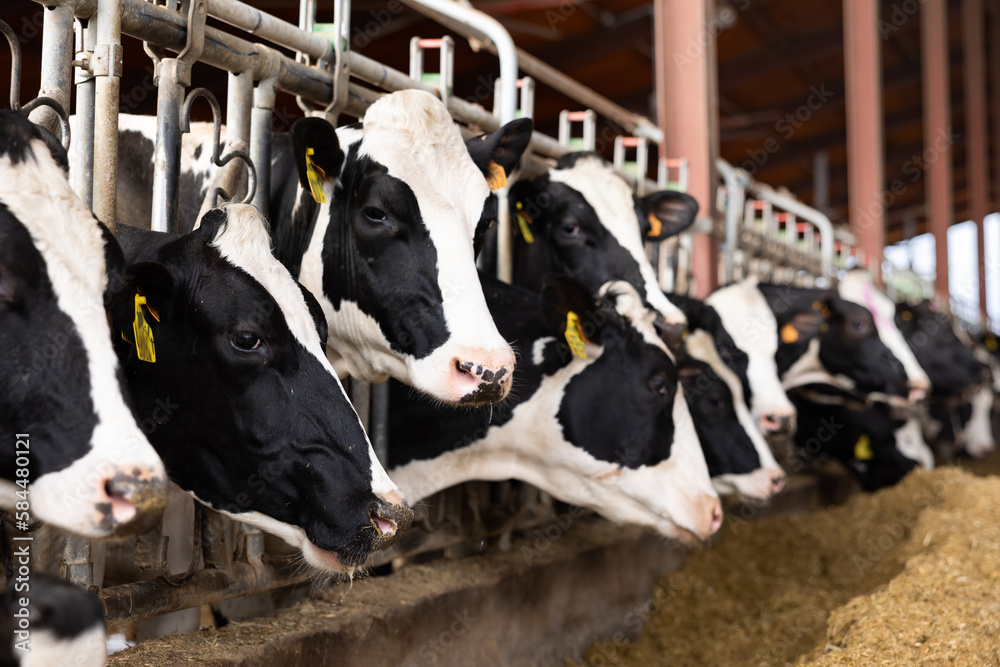 Modern outdoor cowshed at dairy farm with herd of milking Holstein cows eating hay from manger ...