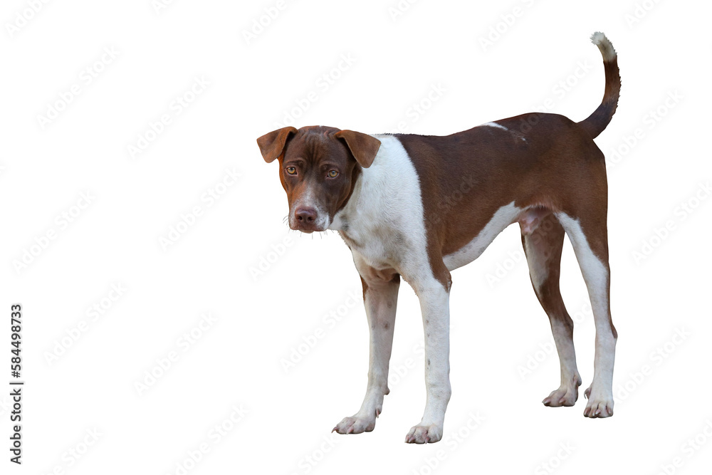 Cute of dog standing isolated on transparent background png file Stock ...